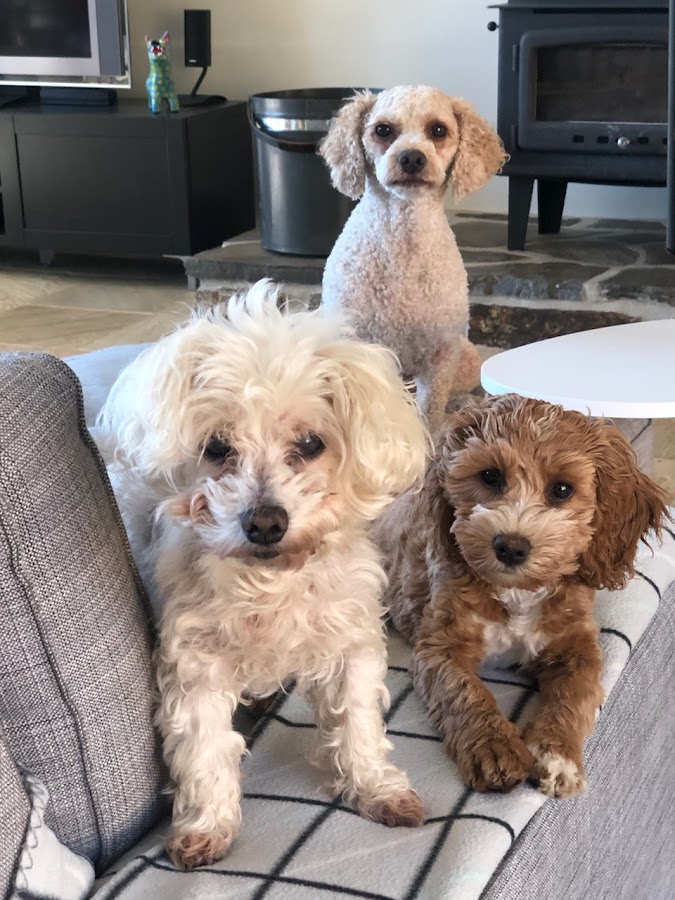 Cavoodle Love - Pets Australia