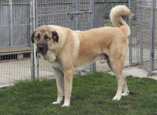 Anatolian Shepherd Dog - Karabash - Mypets