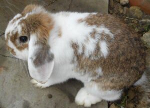 Rabbit Breeds - Mypets