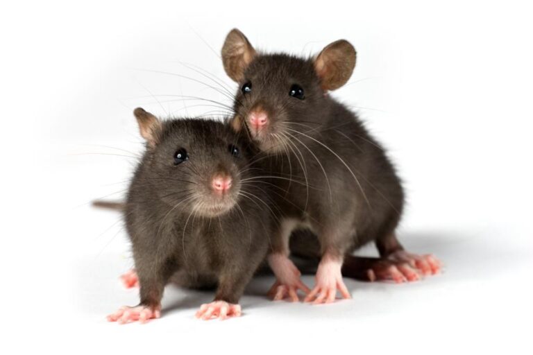 Rats as Pets: A Comprehensive Guide for Australian Owners - Mypets