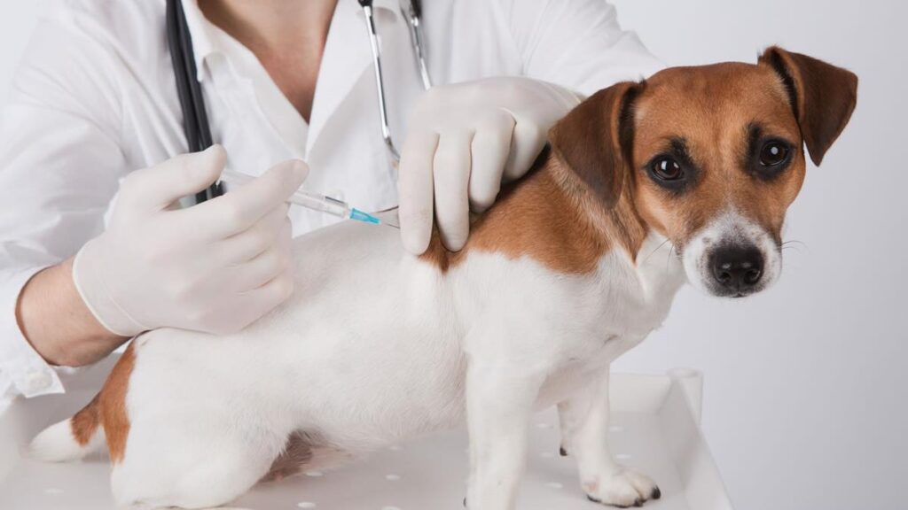 Stem cell Therapy in Pets - Mypets